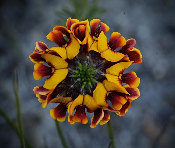 Flowers in Focus 2024 Winners Announced | Kings Park