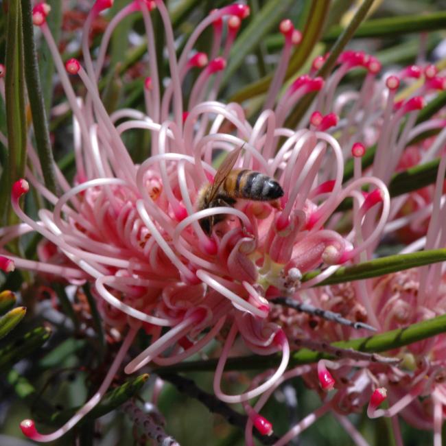 Grevillea 'Aphrodite's Dream' | Kings Park