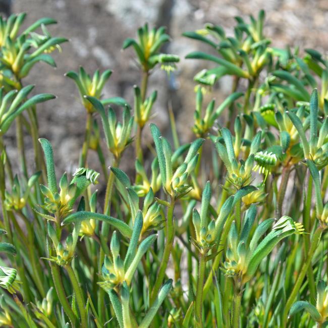 Anigozanthos 'Aussie Spirit' | Kings Park