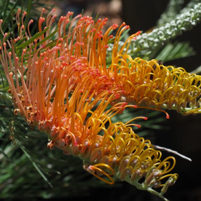 Grevillea 'Kimberley Moon' | Kings Park