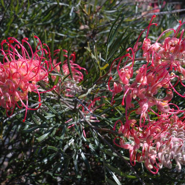 Grevillea 'Pink Profusion' | Kings Park