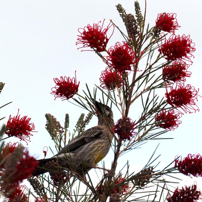 Grevillea 'Ruby Dream' | Kings Park