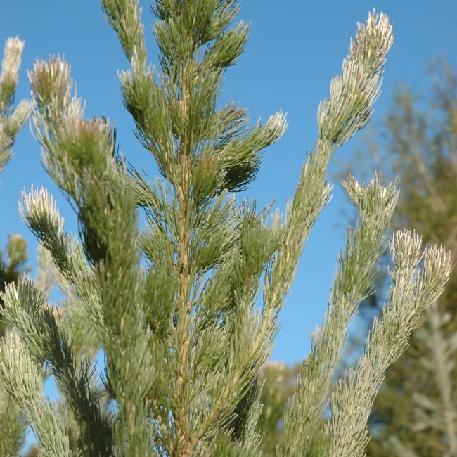 Adenanthos sericeus | Kings Park