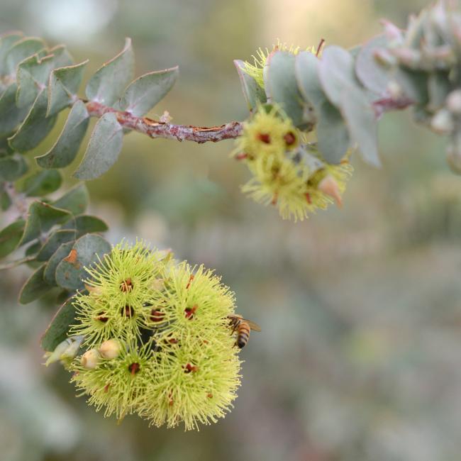 Eucalyptus kruseana | Kings Park