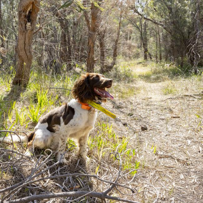 BGPA - Kings Park and Bold Park | Kings Park